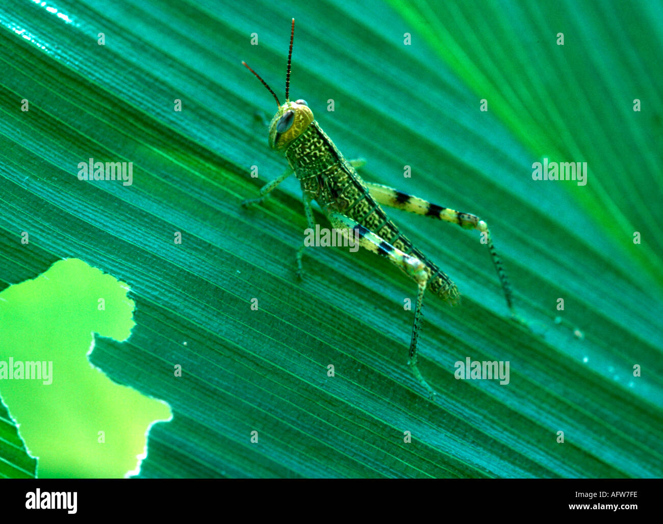 Grasshopper, Dunk Island, Great Barrier Reef, Queensland, QLD ...