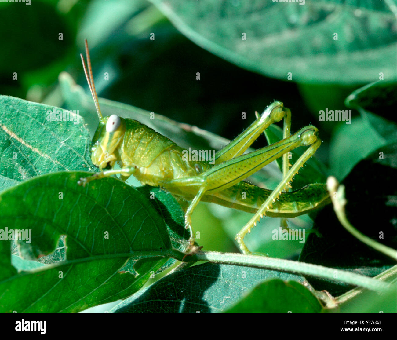 Grasshoppers queensland australia hi-res stock photography and images ...