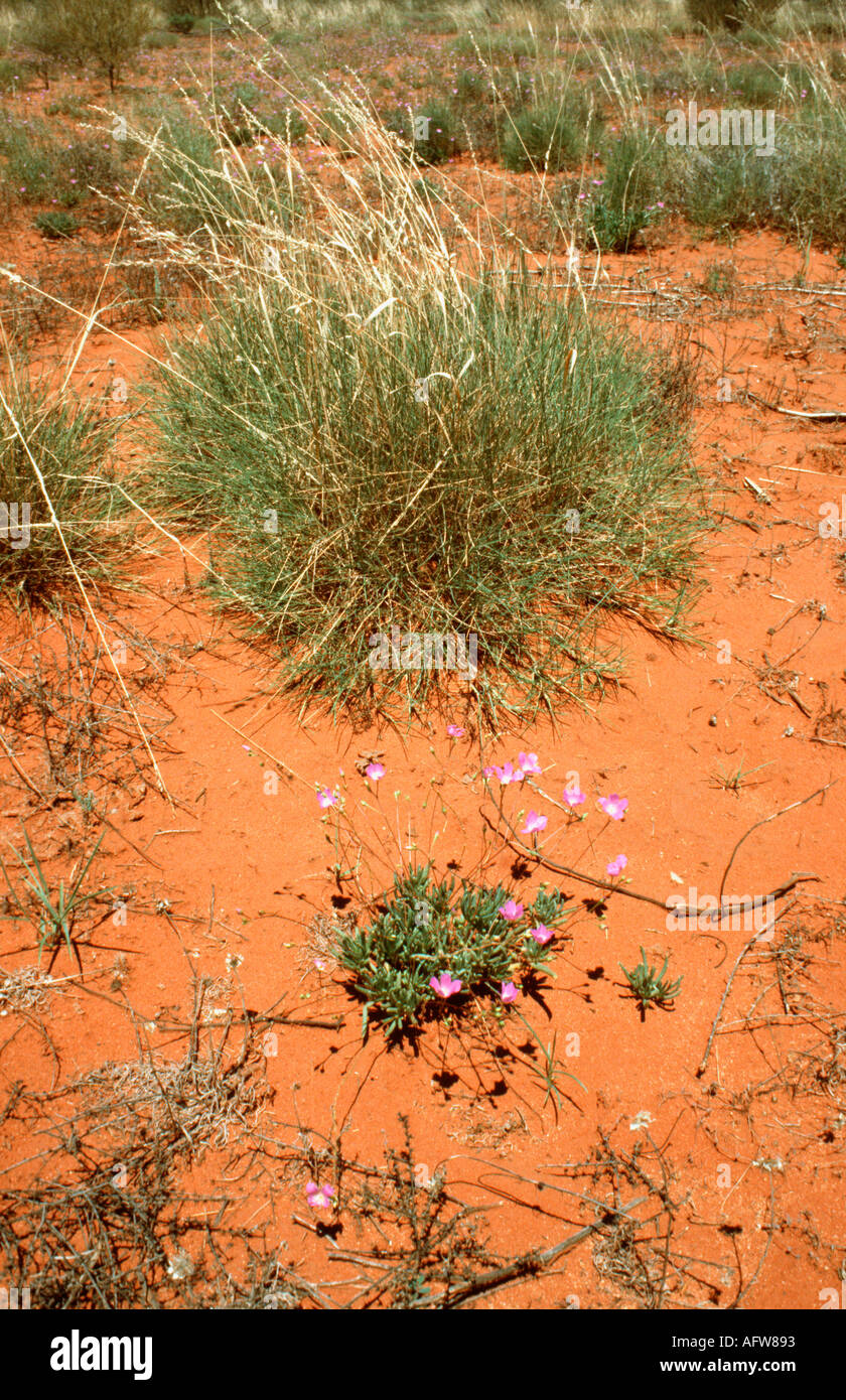Vegetation in the red desert, Northern Territory, Australia Stock Photo ...