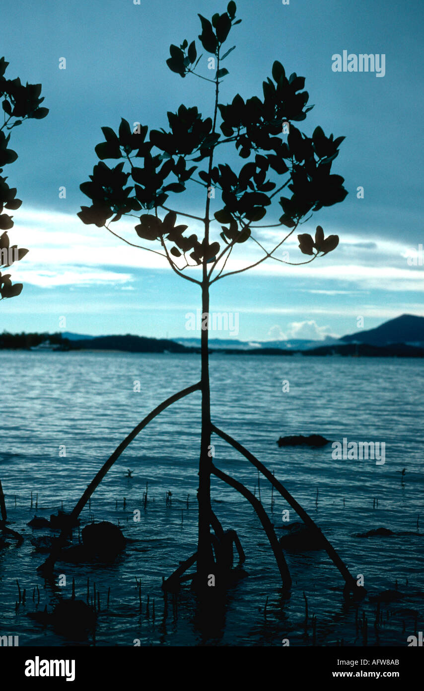 Silhouette of a mangrove tree at sunset, Far North Queensland, FNQ, QLD ...