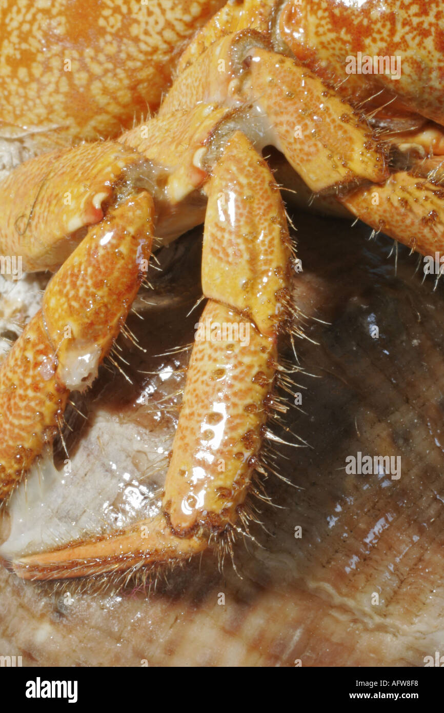 Strand krabbe hi-res stock photography and images - Alamy