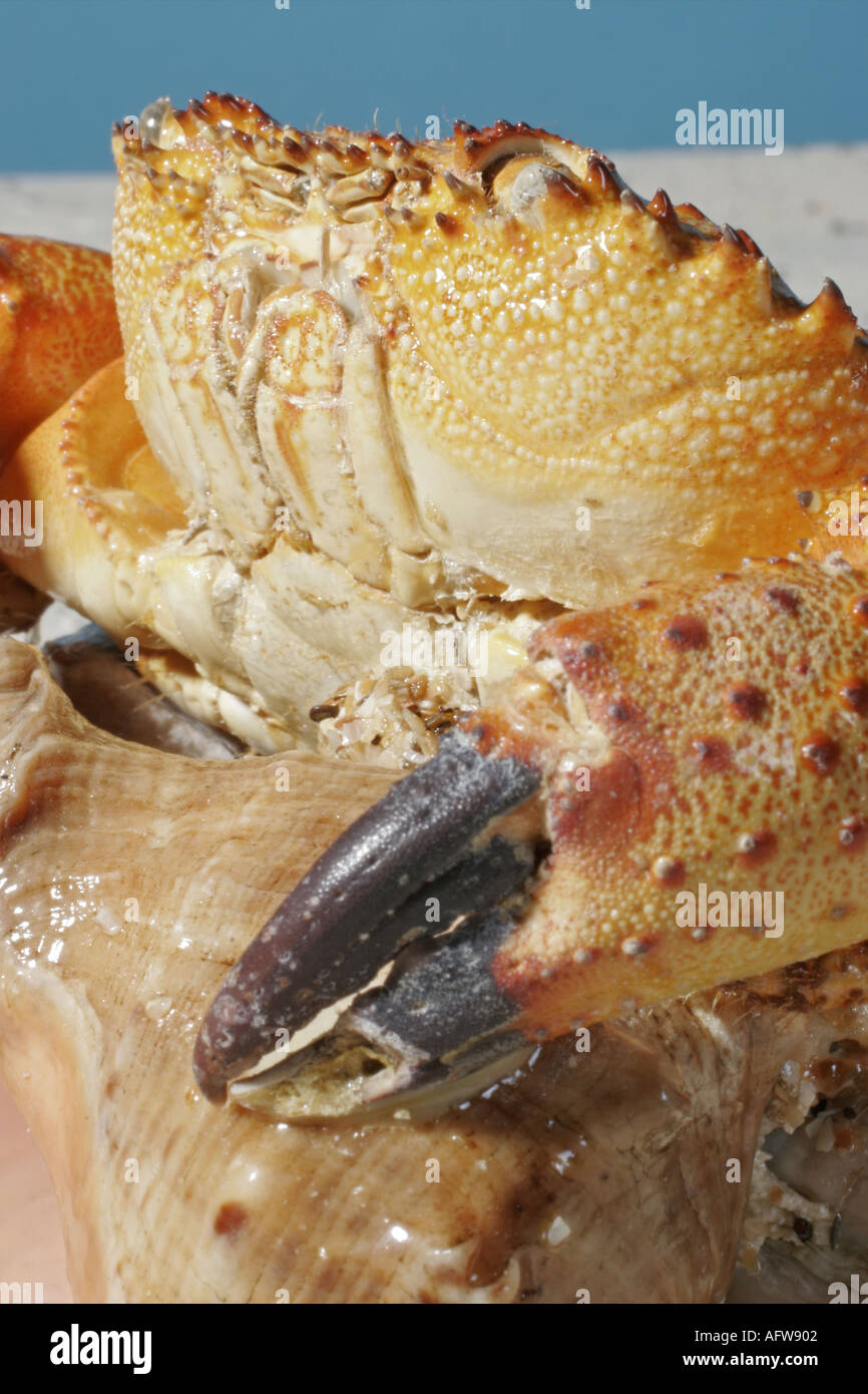 Strand krabbe hi-res stock photography and images - Alamy