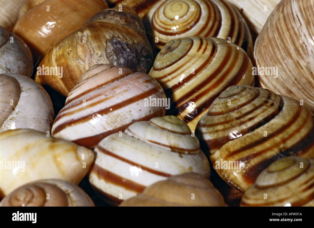 Florida fighting conch hi-res stock photography and images - Alamy