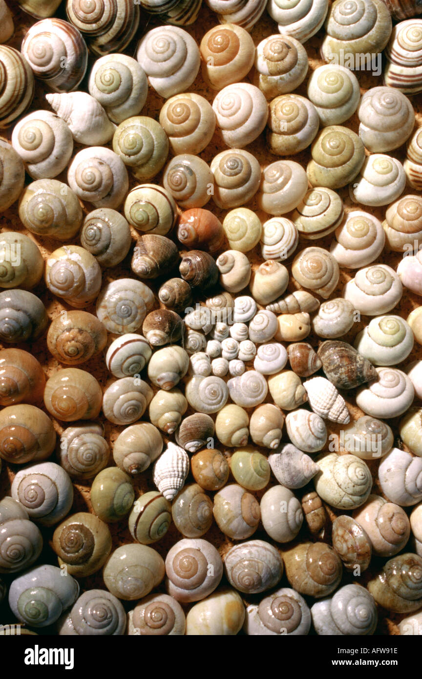 Florida fighting conch hi-res stock photography and images - Alamy