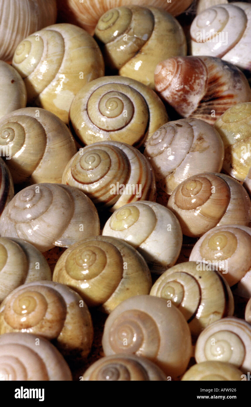 Florida fighting conch hi-res stock photography and images - Alamy