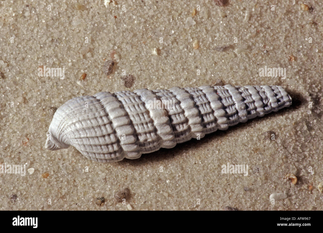 Florida fighting conch hi-res stock photography and images - Alamy