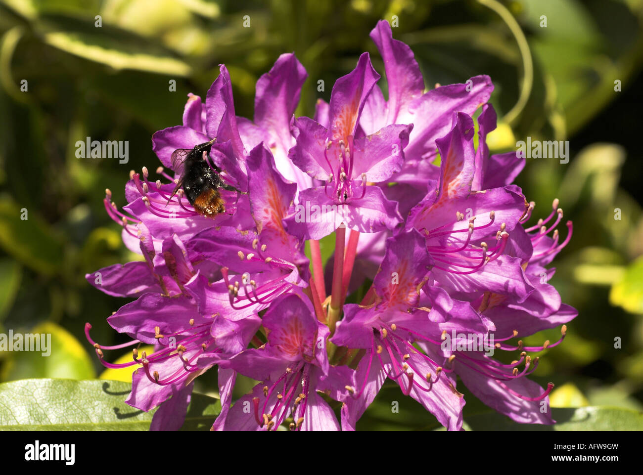 Cuckoo bee (Psithyrus rupestris Stock Photo - Alamy