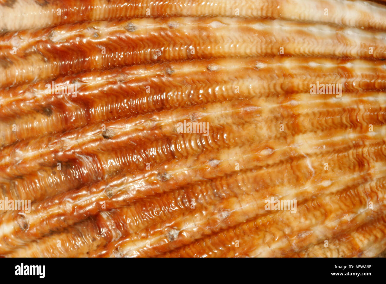 Cardium tuberculatum hi-res stock photography and images - Alamy