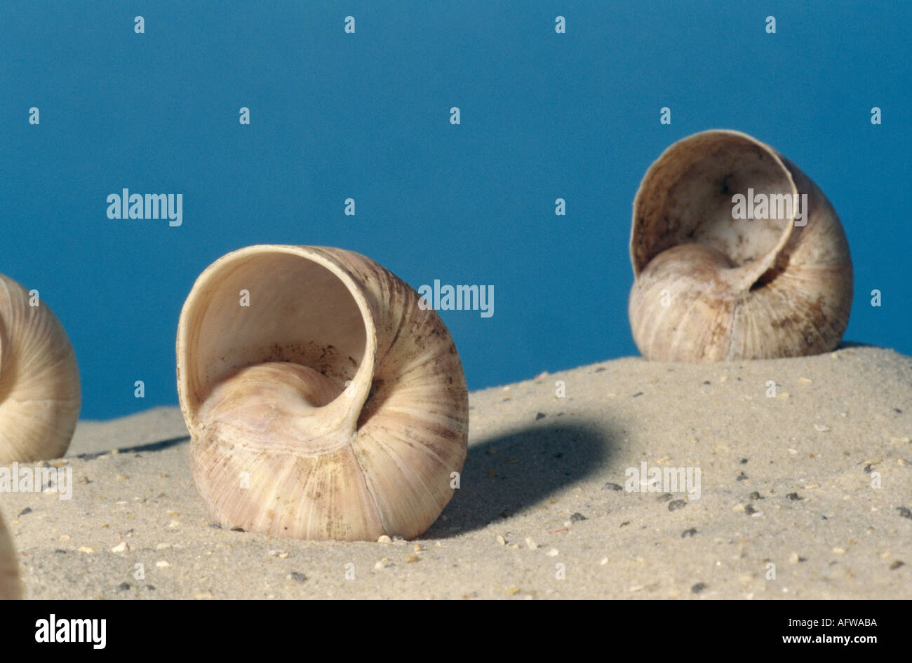 snail Stock Photo - Alamy