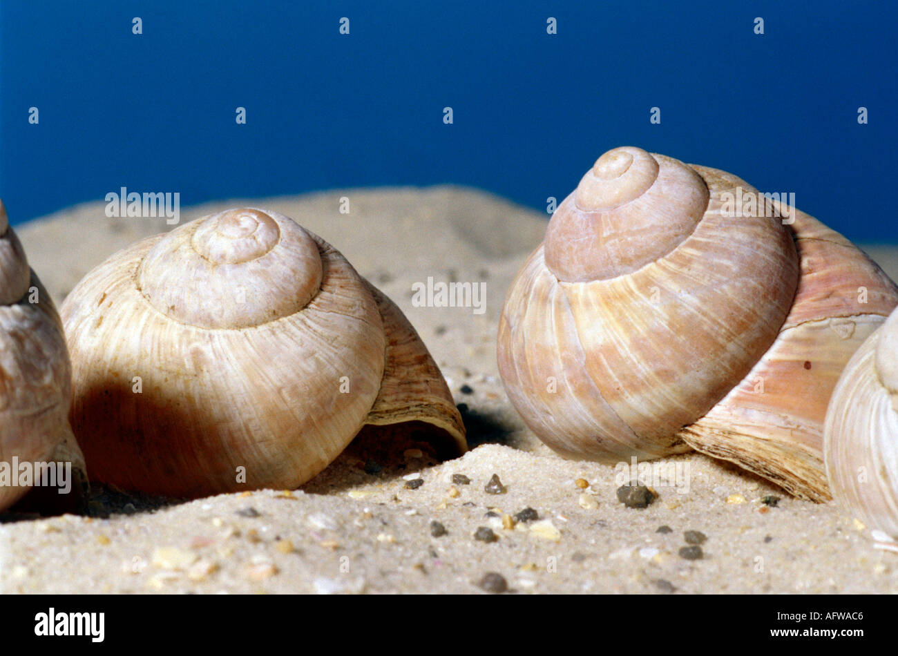 snail Stock Photo - Alamy