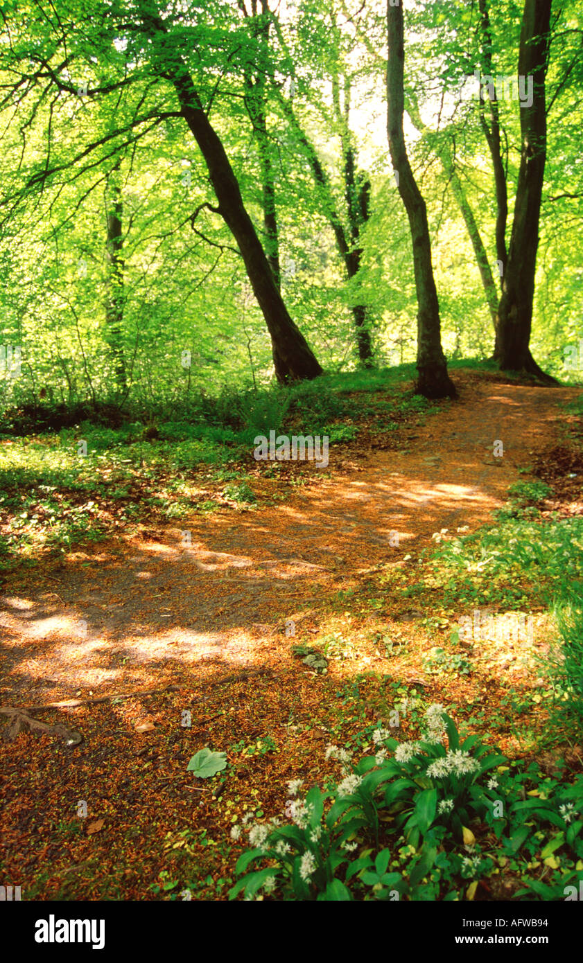 Woodland path, Colin Glen, Belfast, Northern Ireland Stock Photo - Alamy