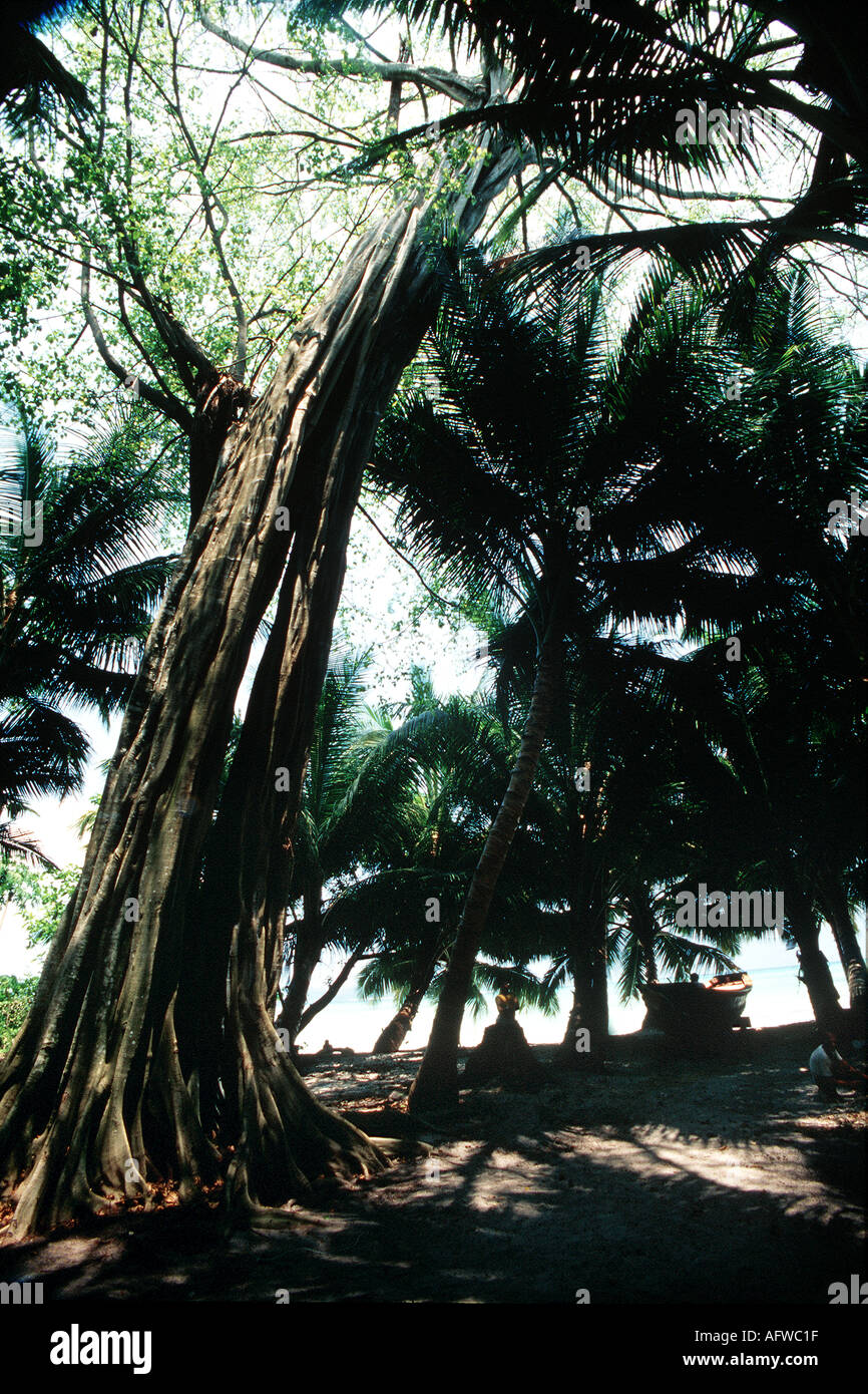 majestic trees in the andaman islands Stock Photo - Alamy