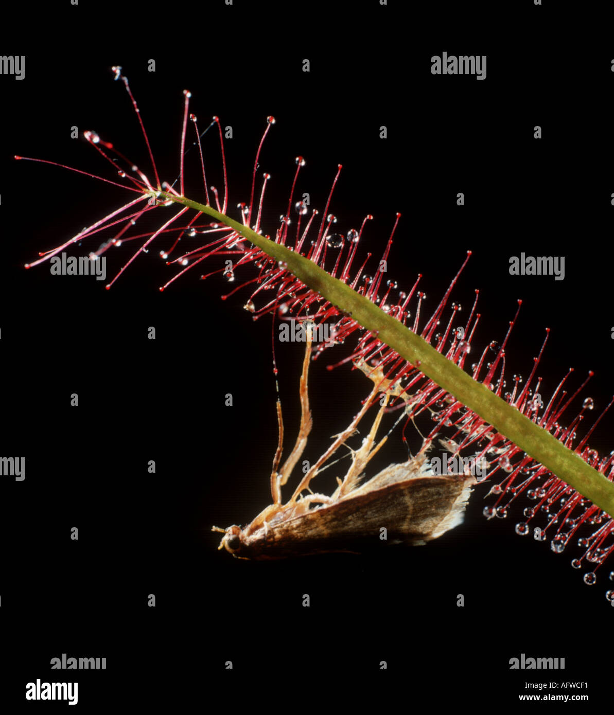 Moth trapped on sundew Drosera binata Stock Photo - Alamy