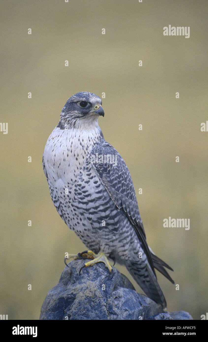 Birds with talons hi-res stock photography and images - Alamy