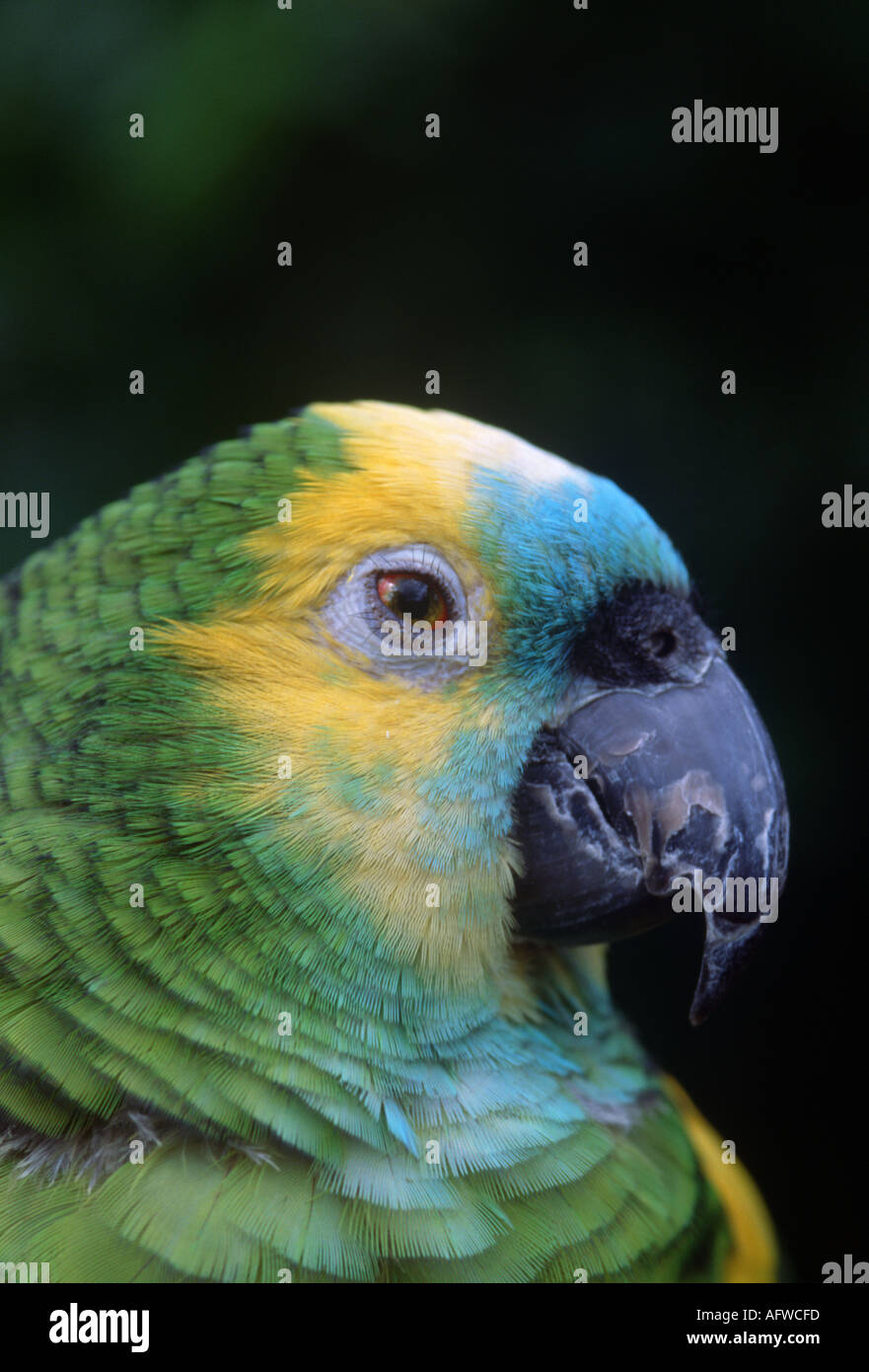 Head of amazon hi-res stock photography and images - Alamy