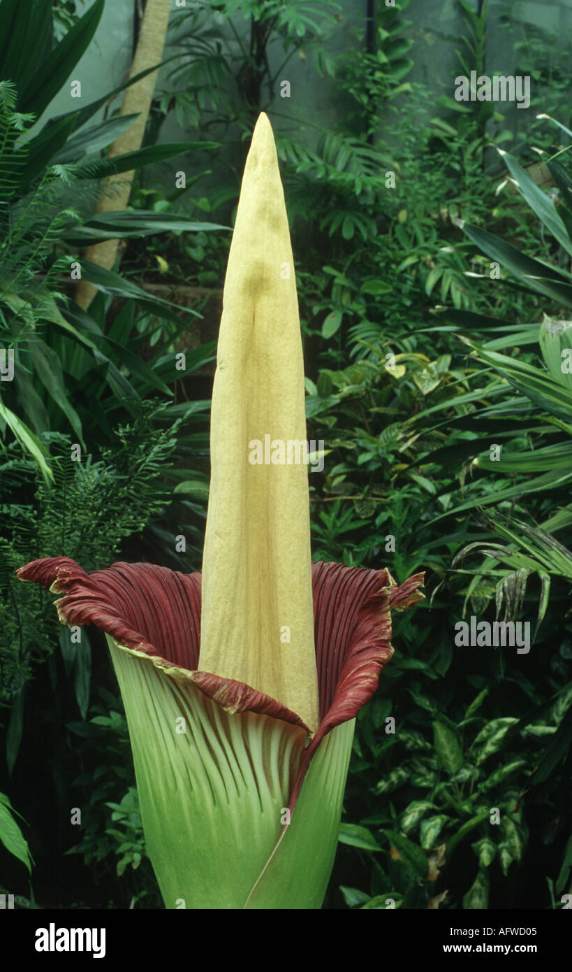 Titan arum Amorphophallus titanum Stock Photo - Alamy