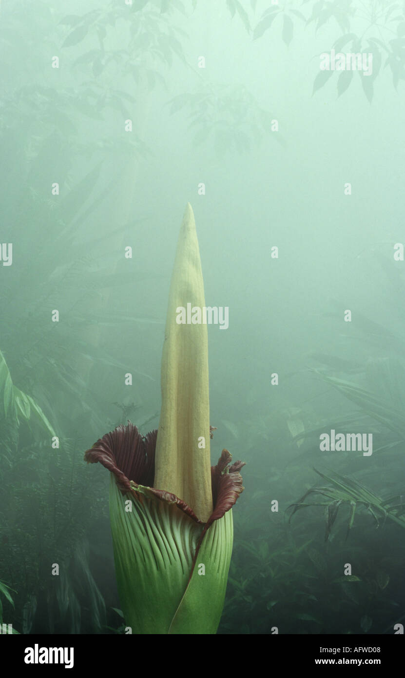 Titan arum pollination hi-res stock photography and images - Alamy