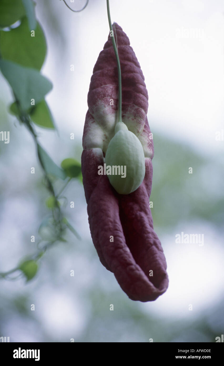 Dutchmans pipe Aristolochia gigantea back of bud Stock Photo - Alamy