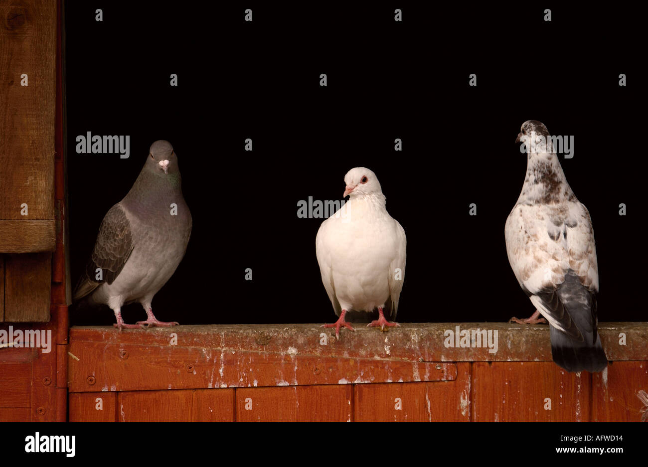 THREE PIGEONS ON A STABLE DOOR Stock Photo - Alamy