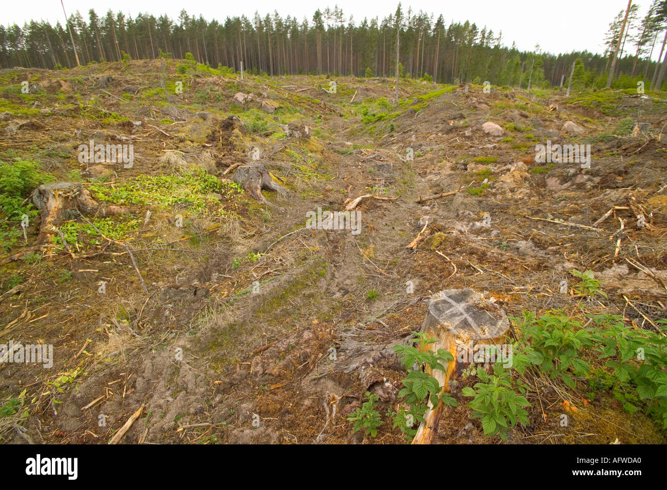 Logged Forest near Torsby in Varmland County Sweden Stock Photo - Alamy