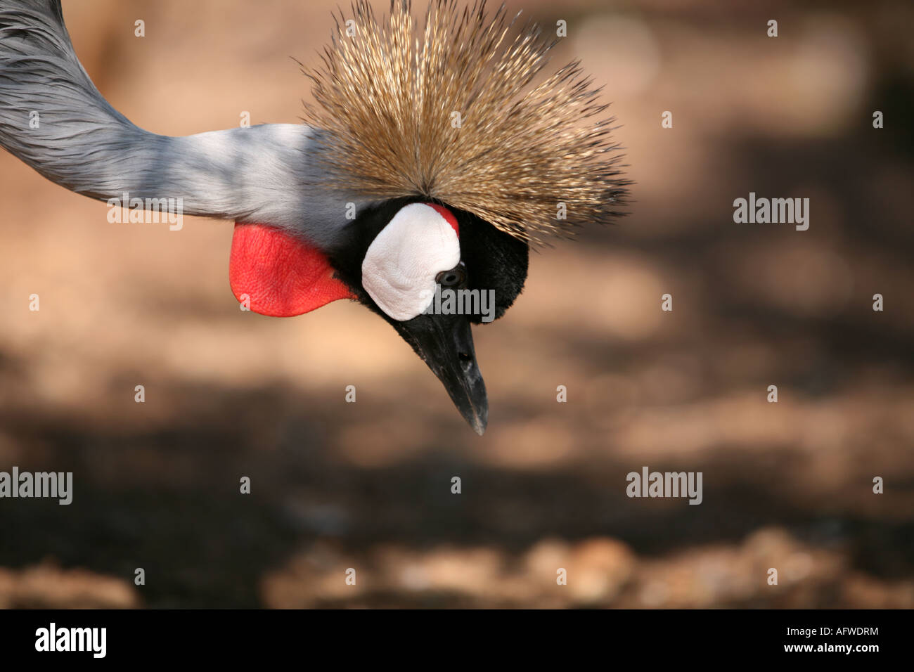 Crowned crane head shot Stock Photo - Alamy