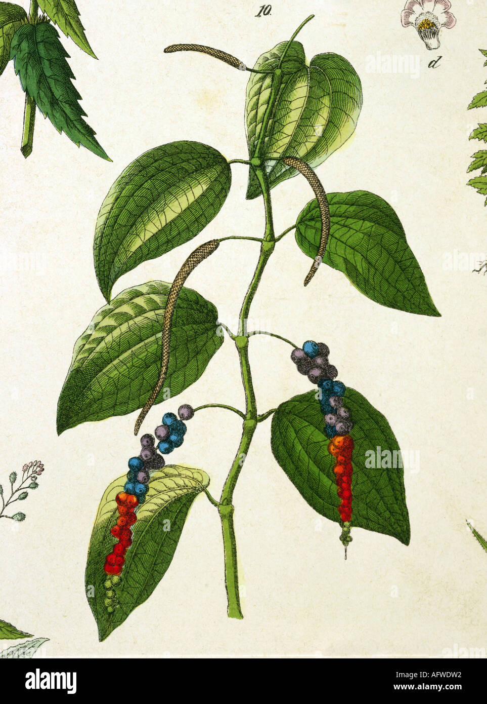 botany, pepper (Piper nigrum), stipe from the Malayaian pepper shrub ...