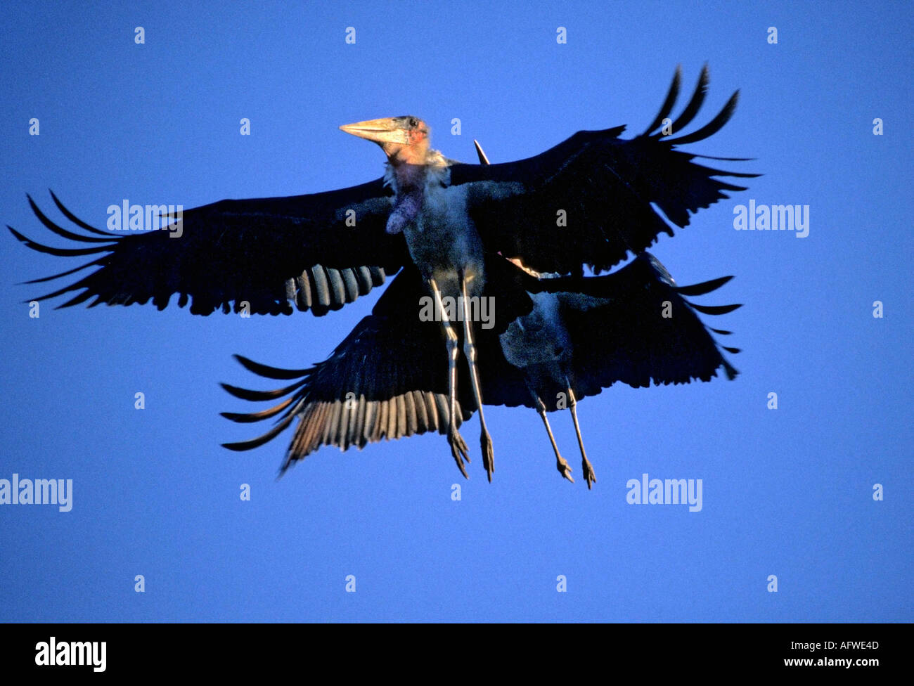 Bird flying Marabou Stork Leptoptilos crumeniferus Kruger National Park ...