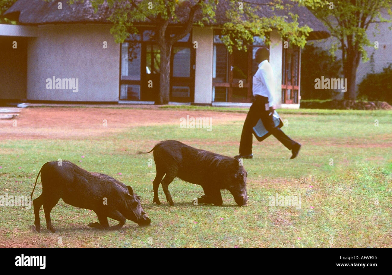 waiter catch me that pig African Warthog Phacochoerus aethiopicus ...