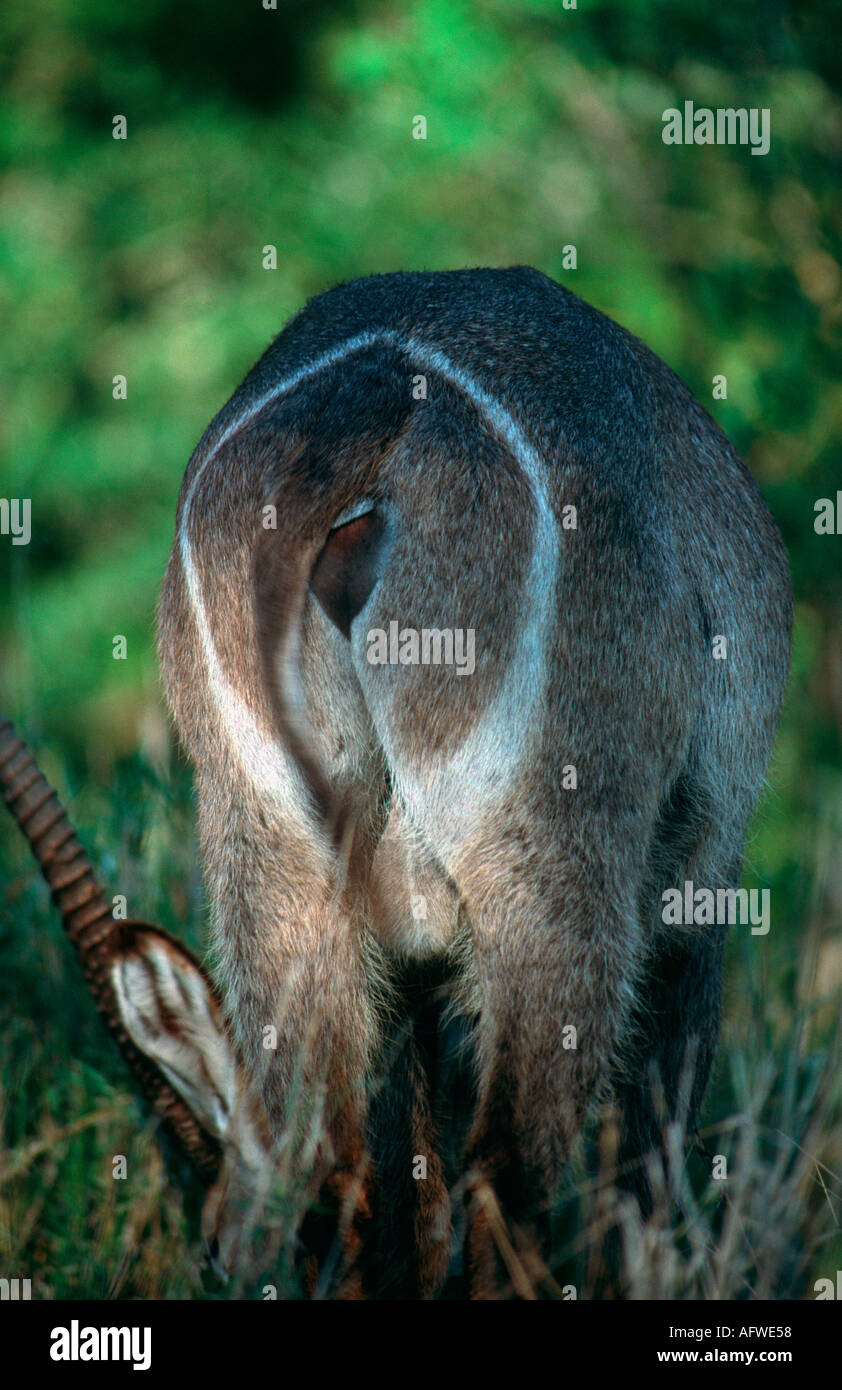Animal bottom Ellipsiprymnus Sinamatella camp area Hwange National Park ...