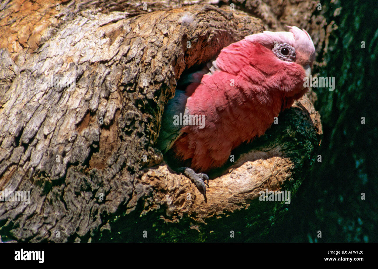 Pink Parrot Australian Galah Parrot Cacatua Roscicapilla Stock Photo ...