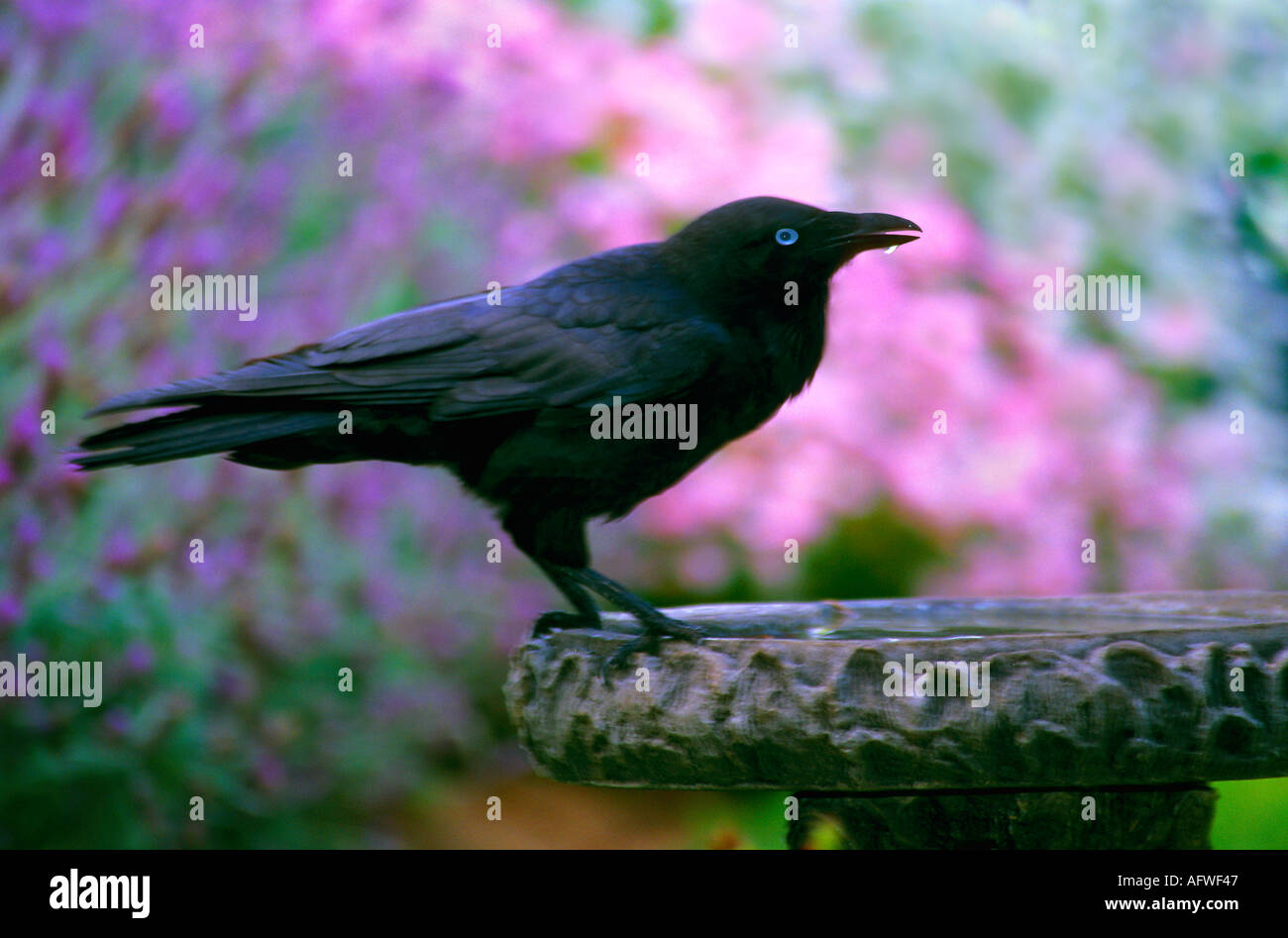 Black crow Australian Raven Corvus coronoides Stock Photo - Alamy