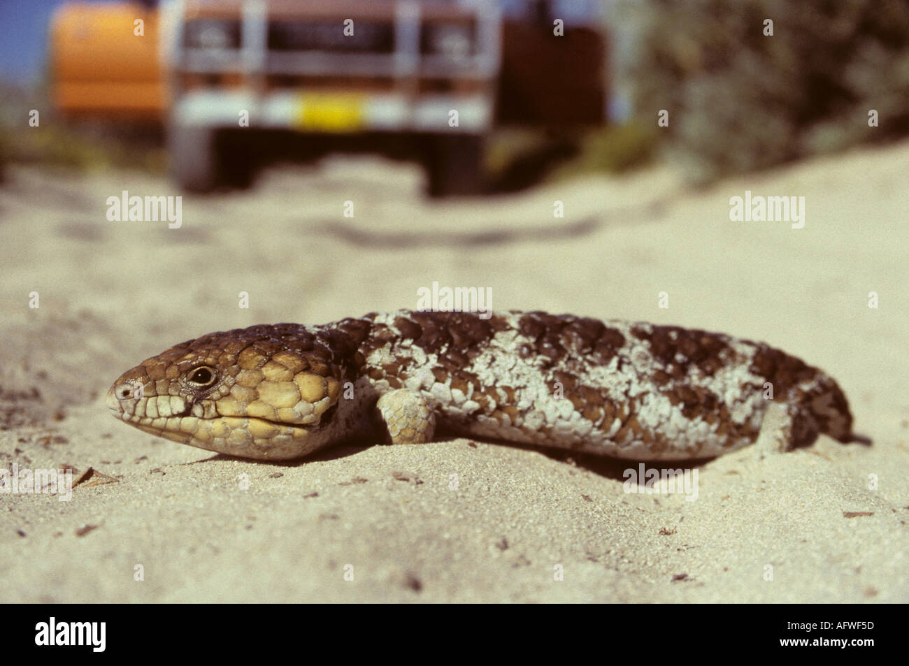 reptile in road Australian Bobtail Lizard Tiliqua Rugosa Perth Bushland ...