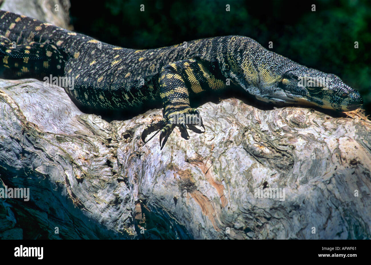 Fearce hi-res stock photography and images - Alamy