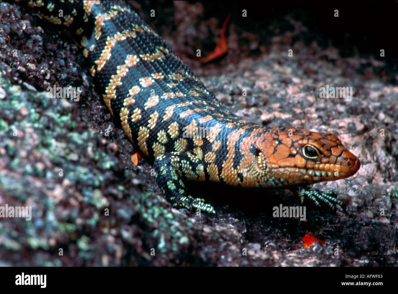 Australian Cunninghams Skink Egernia cunninghami Stock Photo: 2613090 ...