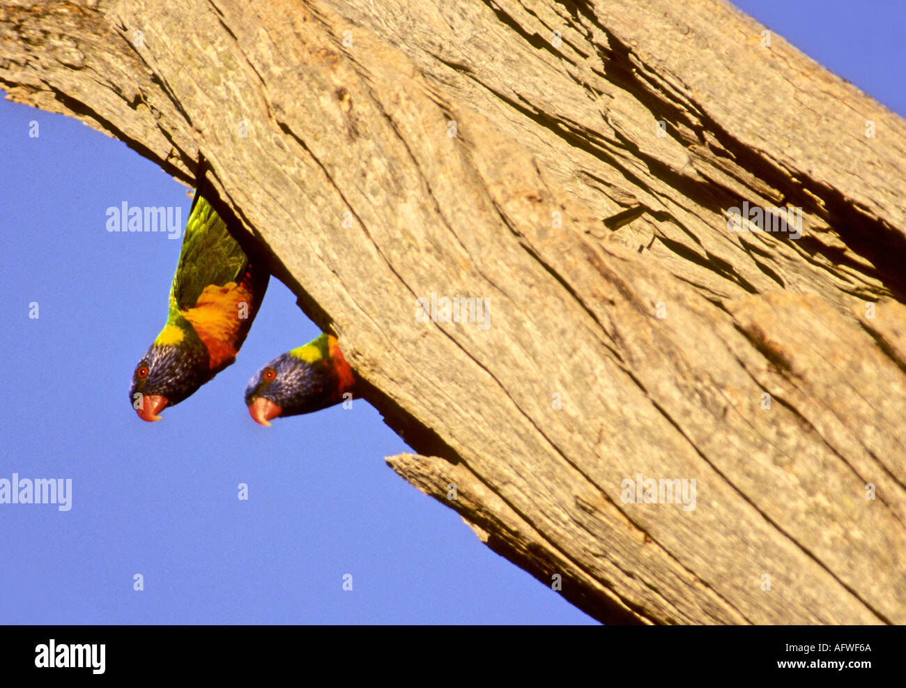 Upside down parrot hi-res stock photography and images - Alamy