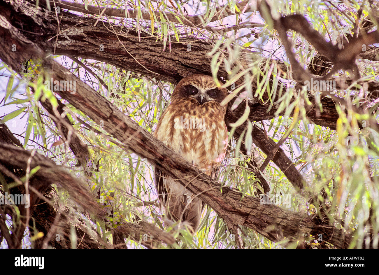 Australian boobook hi-res stock photography and images - Alamy