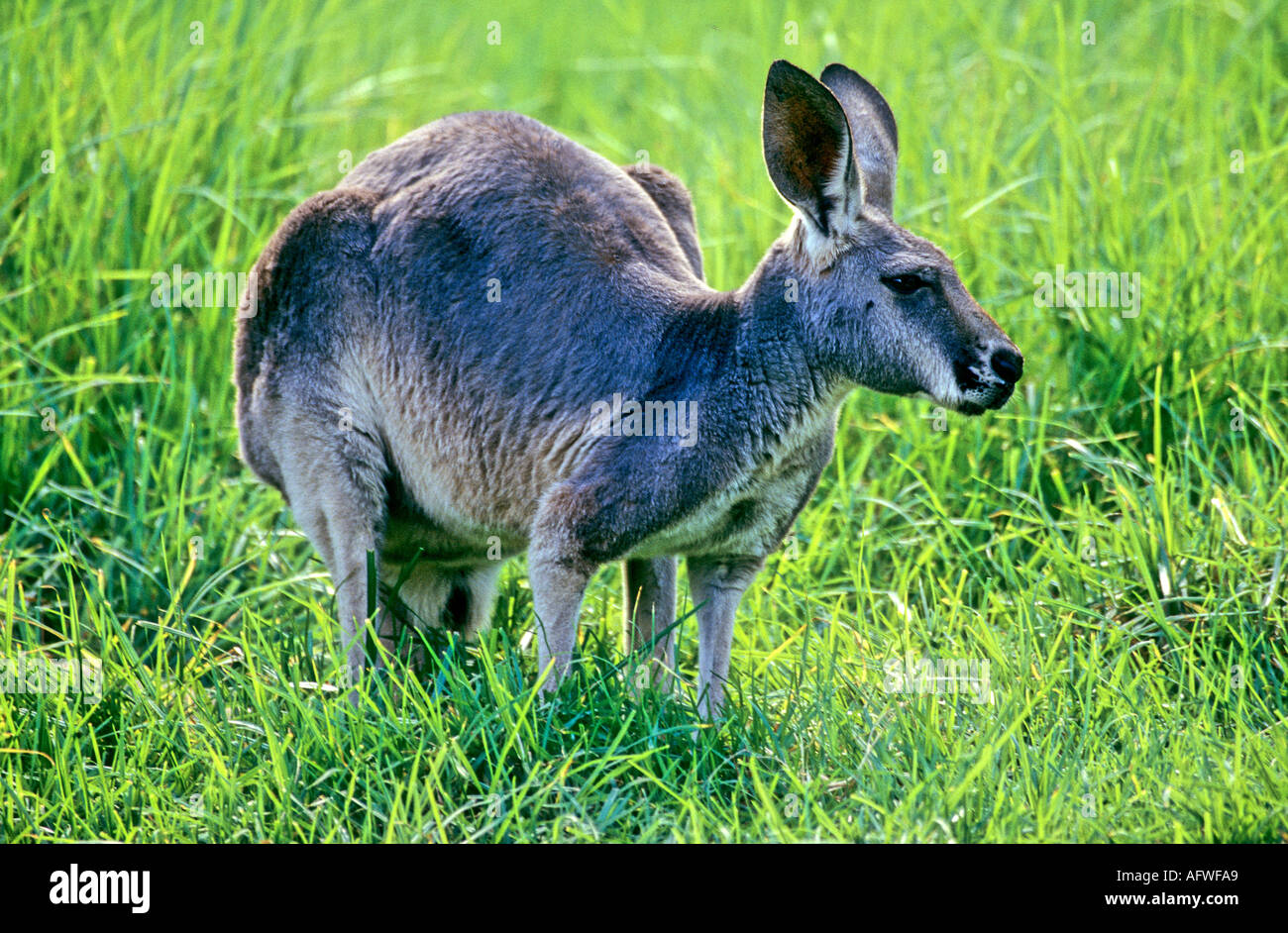 Arakoon High Resolution Stock Photography and Images - Alamy