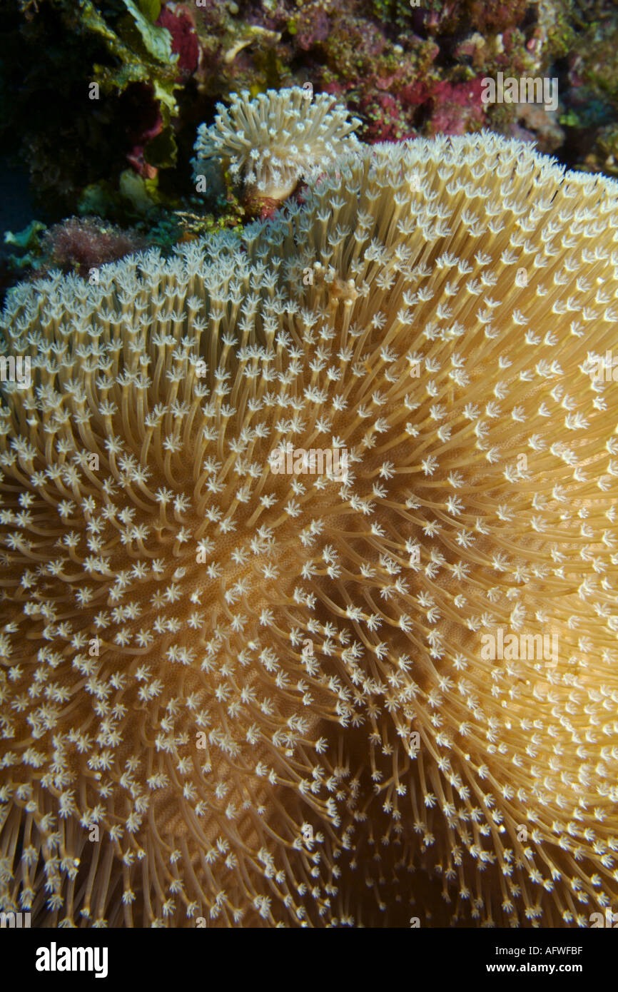 Long Polyp Toadstool Leather Coral