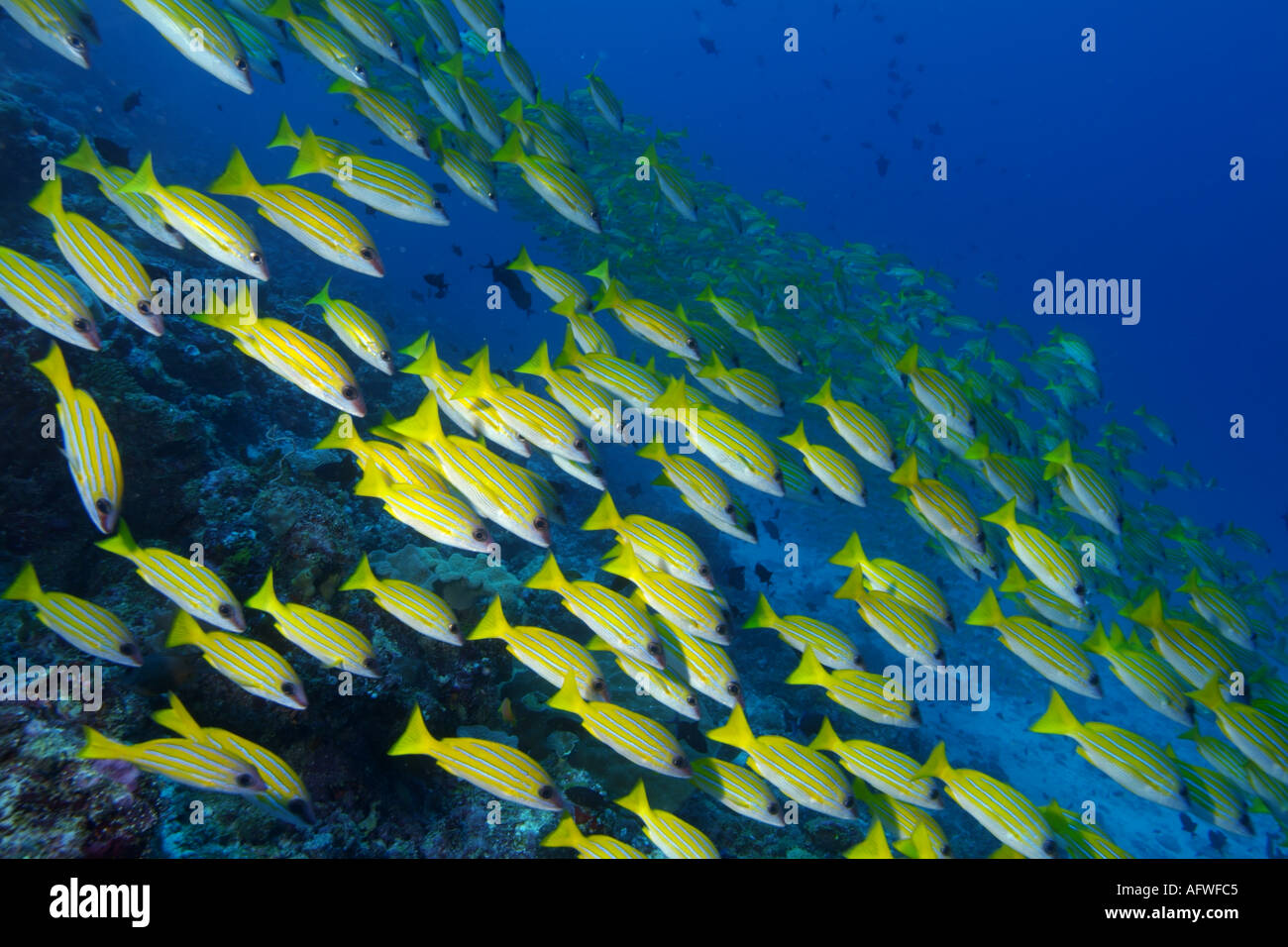 Maldives Ari Atoll Rango Madivaru School Of Blue Striped Snapper Fishes ...