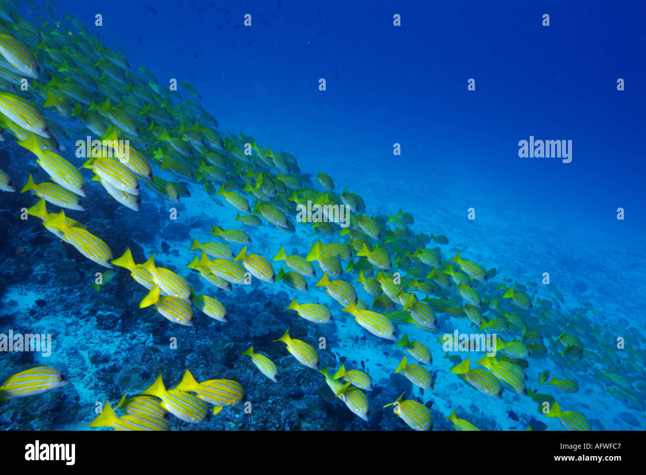 School of blue stripe snapper (lutjanus kasmira), Ari Atoll, Maldives ...
