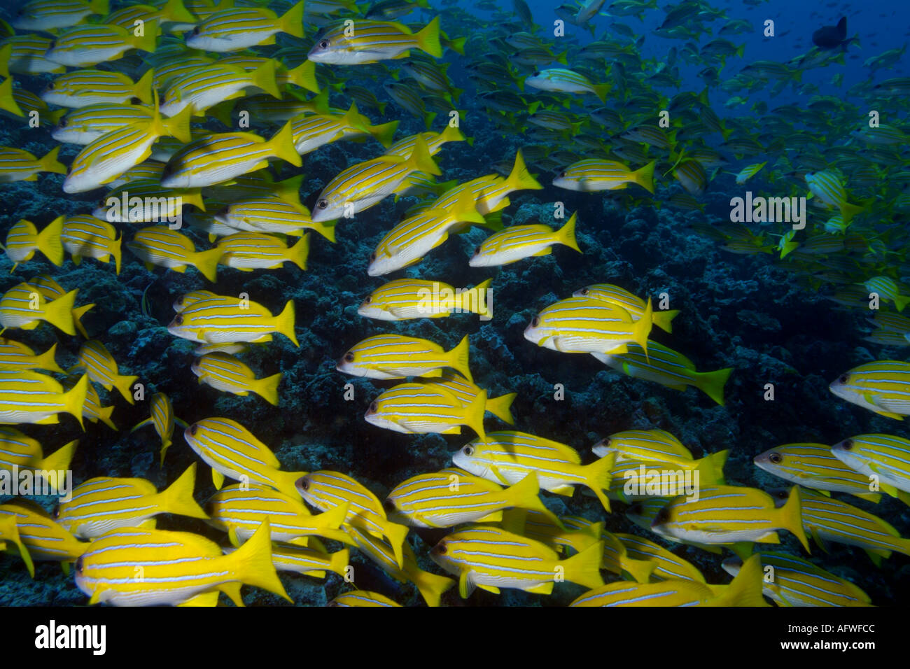 Maldives Ari Atoll Rango Madivaru School Of Blue Striped Snapper Fishes ...