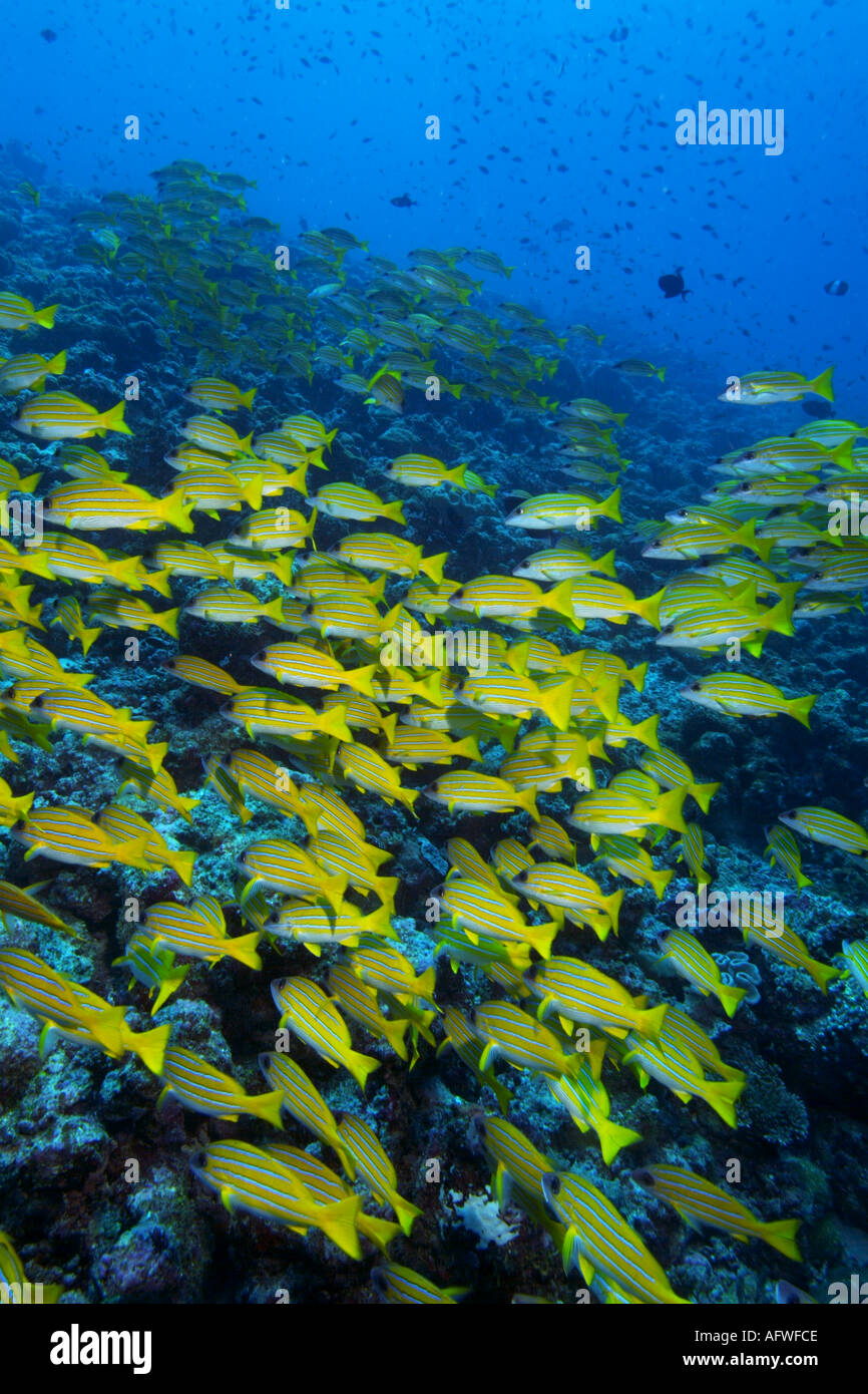 School of blue stripe snapper (lutjanus kasmira), Ari Atoll, Maldives ...