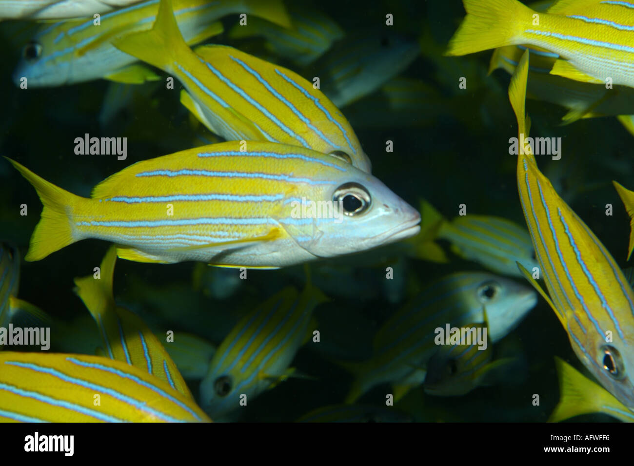 Maldives Ari Atoll Kudarah Thila School Of Blue Striped Snapper Fishes ...