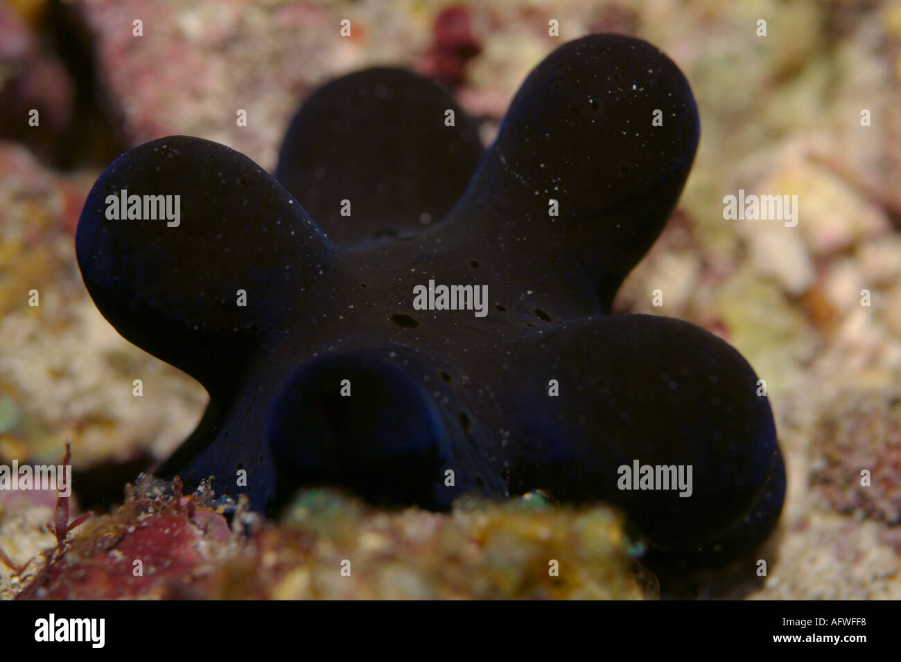 Maldives Ari Atoll Kudarah Thila A Silicious Sponge Stock Photo - Alamy