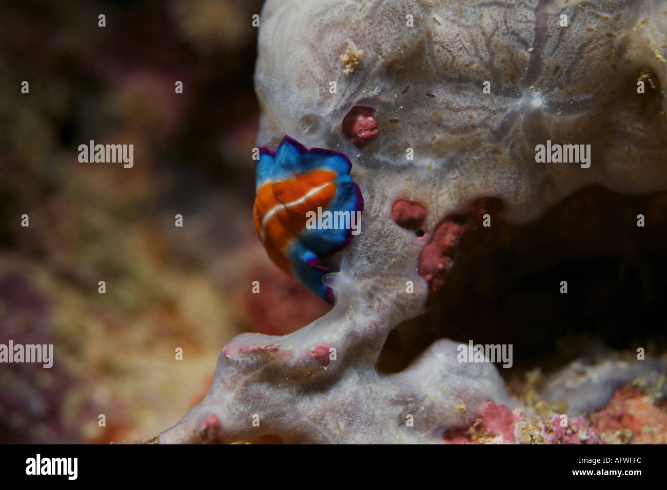 Blue garden flatworm hi-res stock photography and images - Alamy
