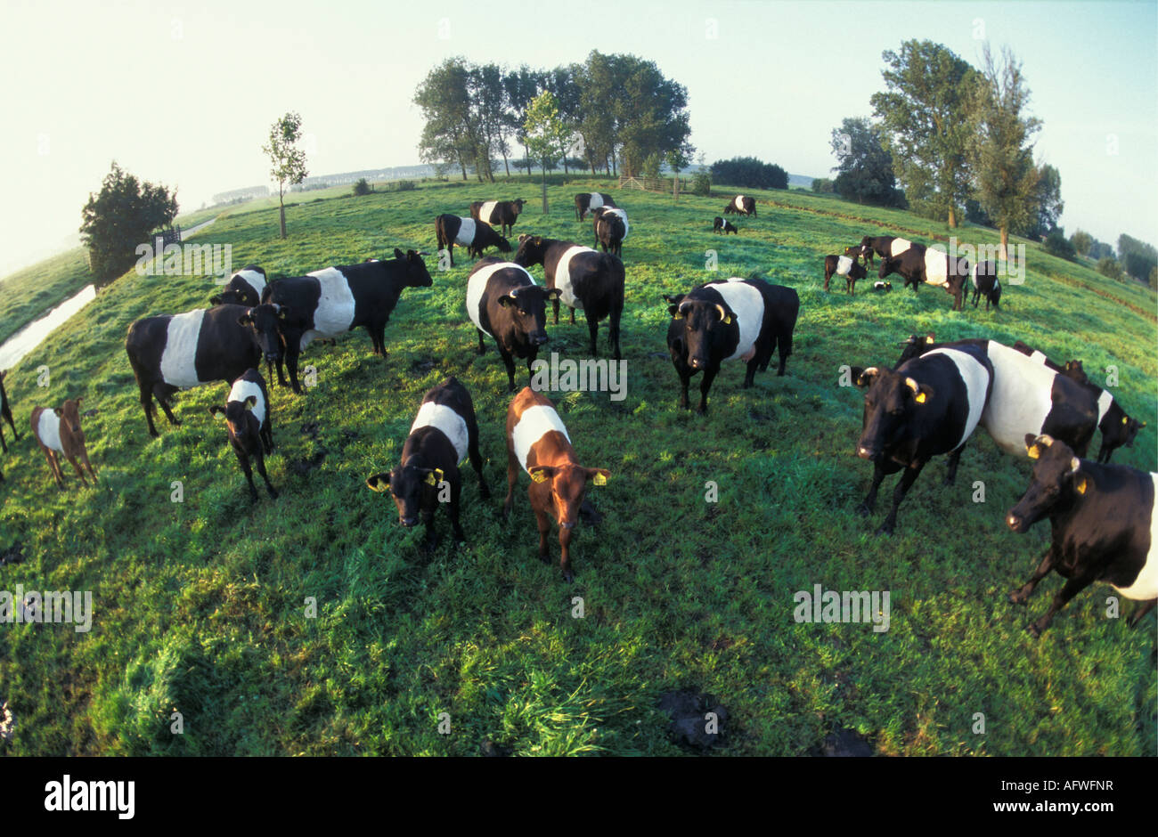 Sheeted Cow High Resolution Stock Photography and Images - Alamy
