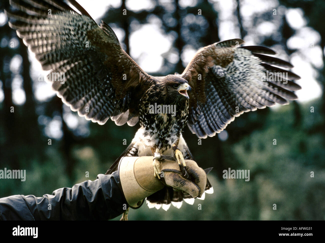 Falconry Scotland High Resolution Stock Photography and Images - Alamy
