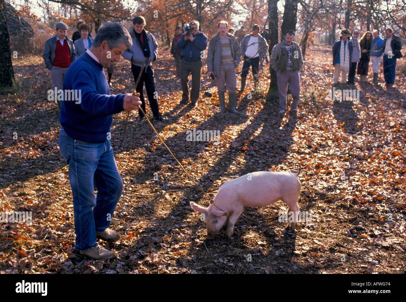 Truffle Pig High Resolution Stock Photography and Images - Alamy