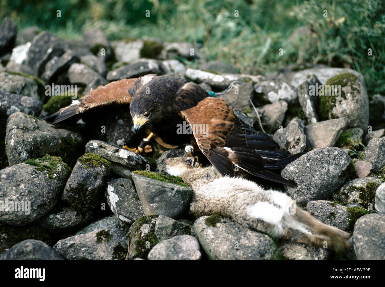 British school of Falconry Gleneagles Scotland Stock Photo - Alamy