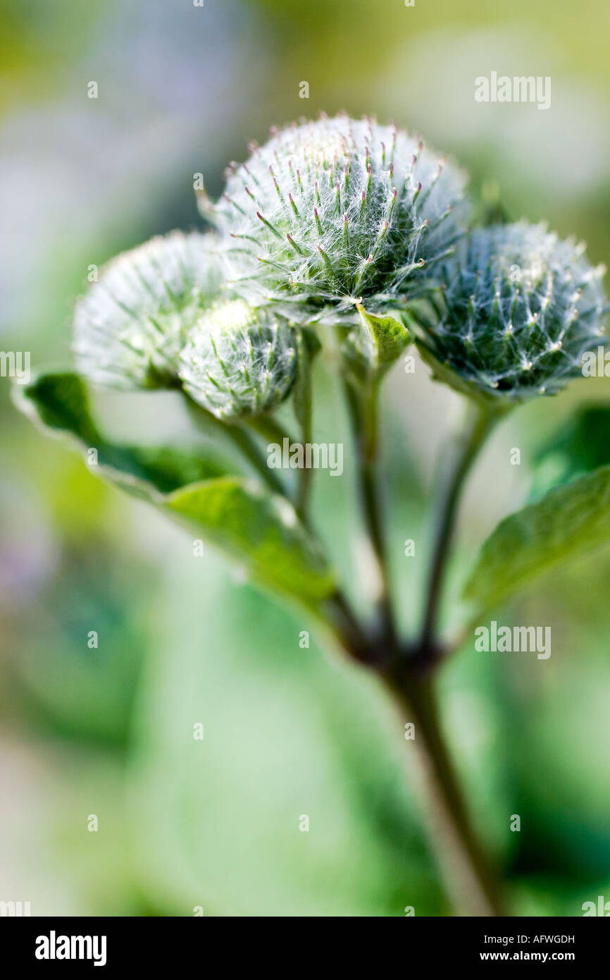Flower of Burdock (arctium tomentosum) / lopuch plstnatý Stock Photo ...